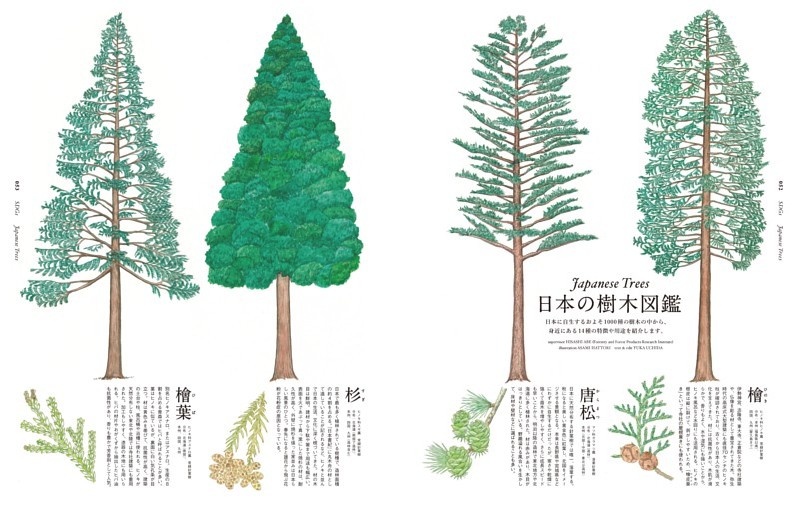 Japanese Trees 日本の樹木図鑑 (FRaU) | dマガジン